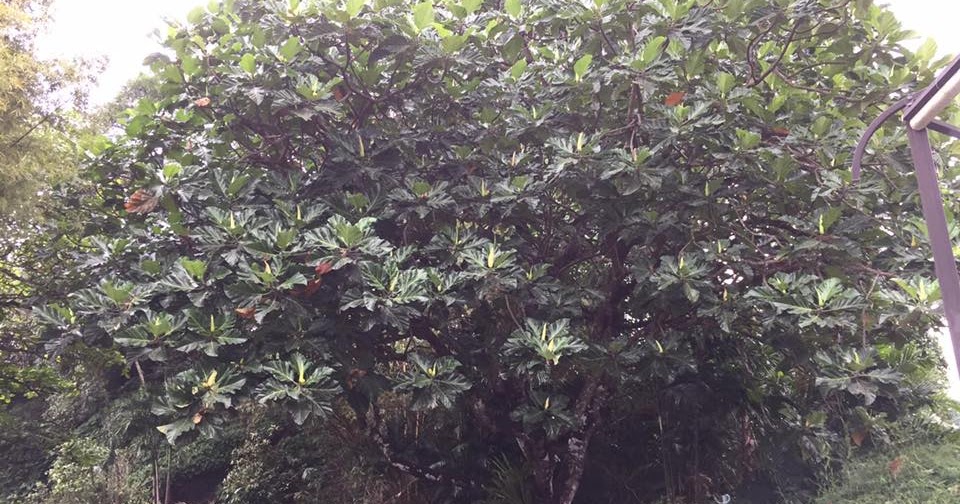 Regin's Realm: Tipulo Tree