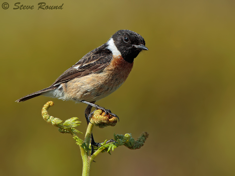 Steve Round Wildlife Photography: Chatting on the Moors