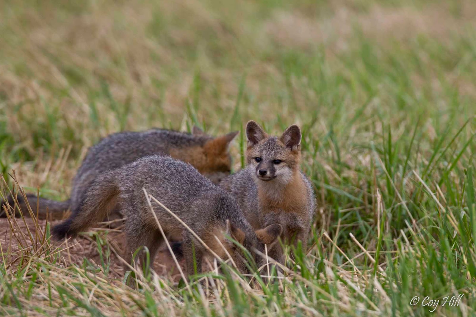 Country Captures: The Gray Fox Den