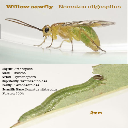 WILLOWWEAVERS TASMANIA: WILLOW SAWFLY