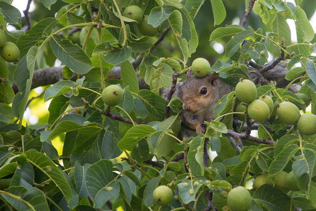 Shadows & Light: Walnut Husks and The Sneezer