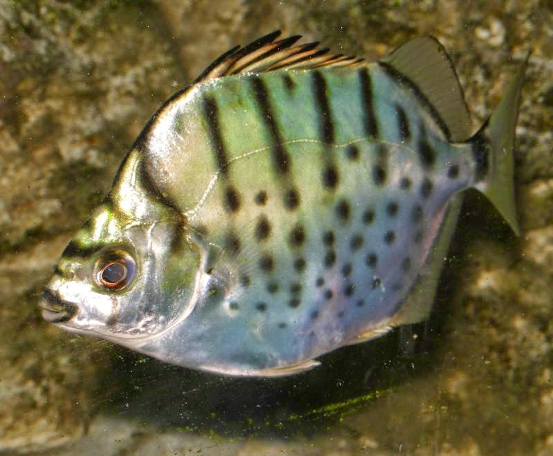 SCAT FISH photos - wallpapers | the fun bank