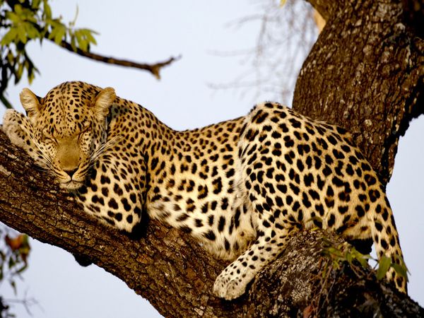 Viorica: Leopard of Mt. Kilimanjaro