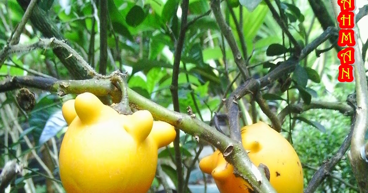 28+ Koleksi Istimewa Terong Susu