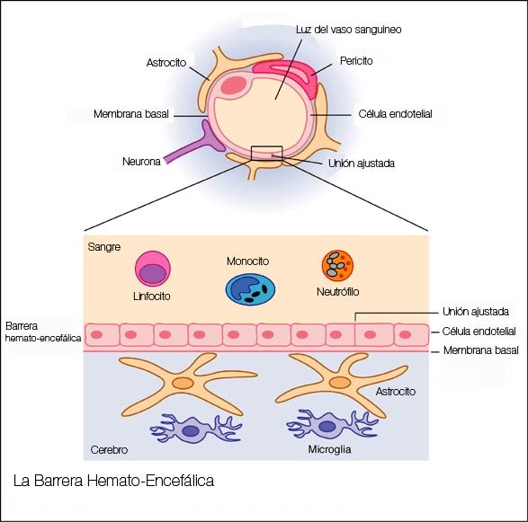 Fisiología de Omar Báez: Distancia entre capilar y células