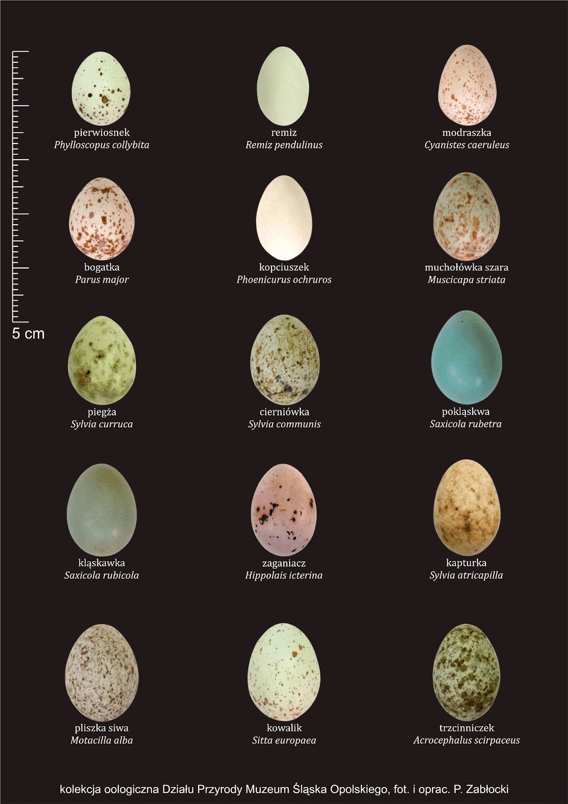Z notatnika przyrodnika - muzealnika: Jaja jak malowane, czyli ...