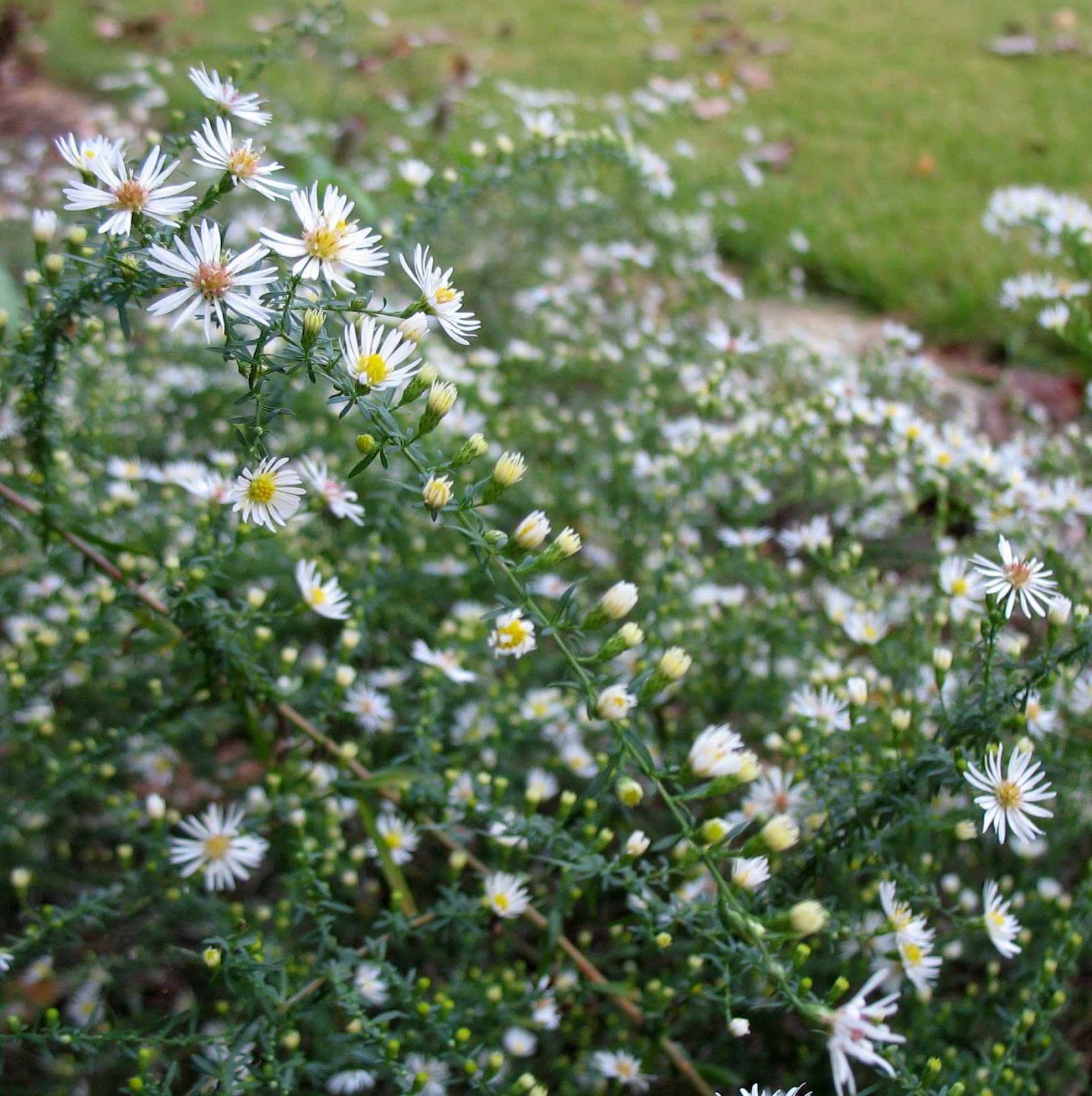 Using Georgia Native Plants: Asters, Asters, Asters