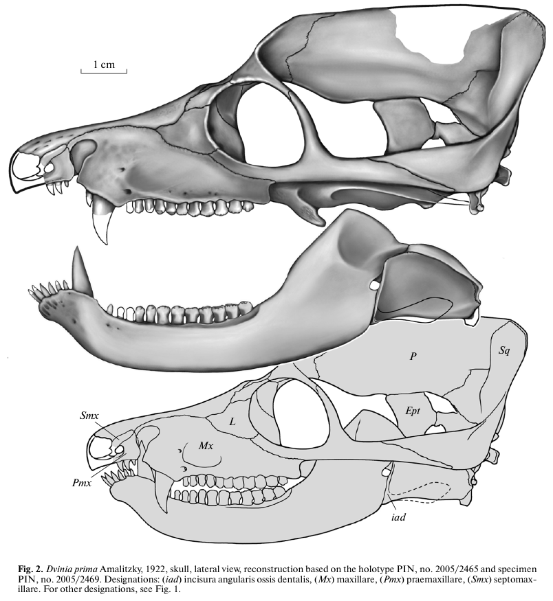 The Dragon's Tales: Late Permian Russian Cynodont Dvinia prima's ...