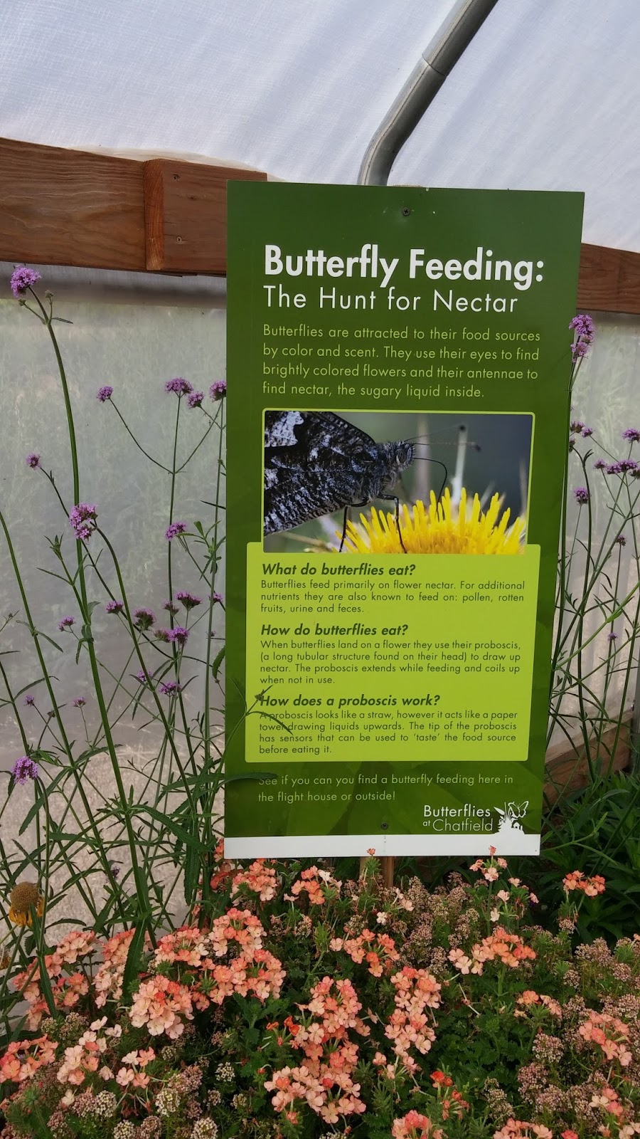 Chatfield Botanic Gardens-Butterfly Pavillion