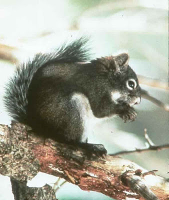 The Jungle Store: The Endangered Mount Graham Red Squirrel