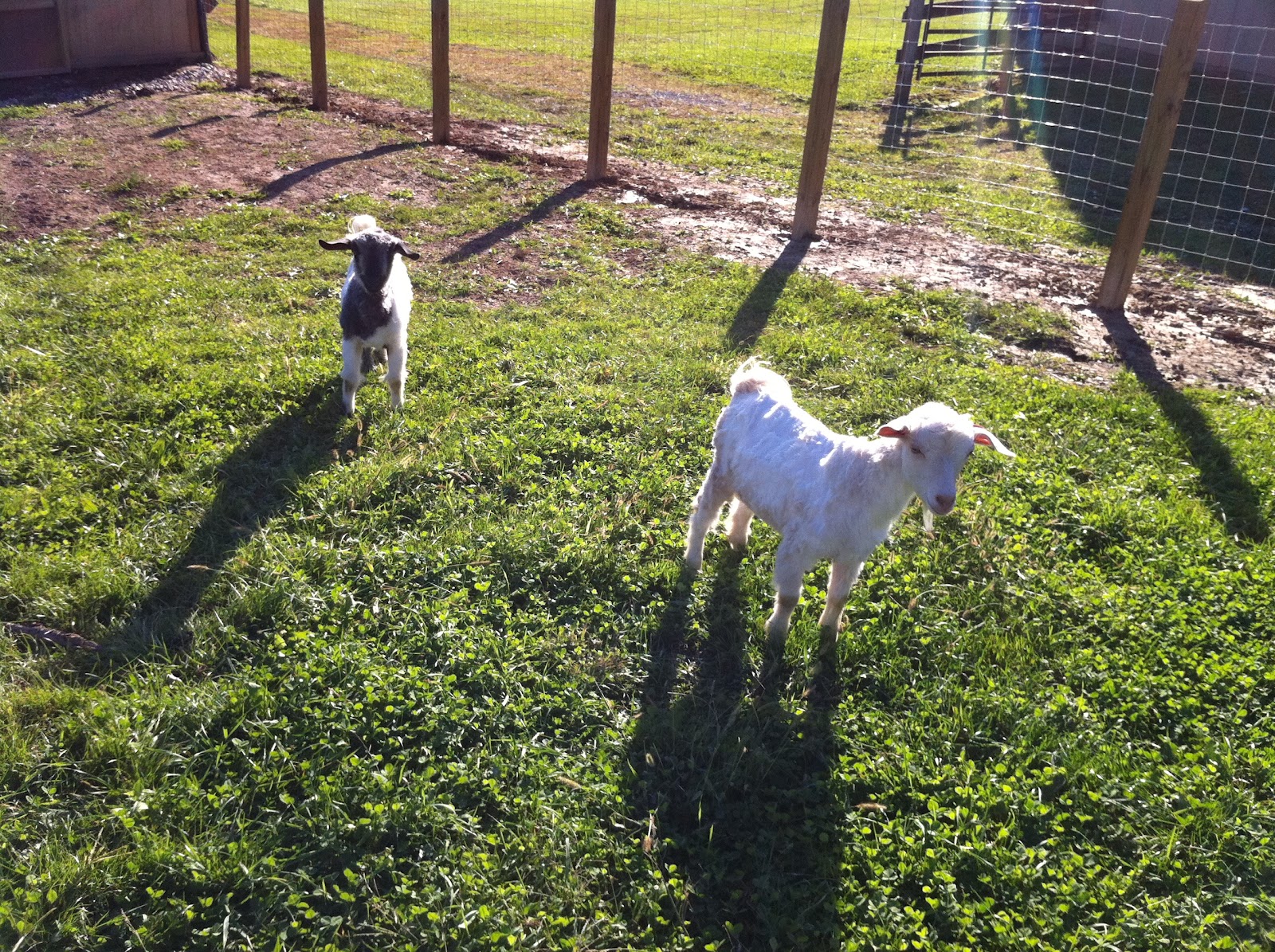 Just BE Farm: Meet Our Goat Kids and Find Out Who the Giveaway Winner Is!