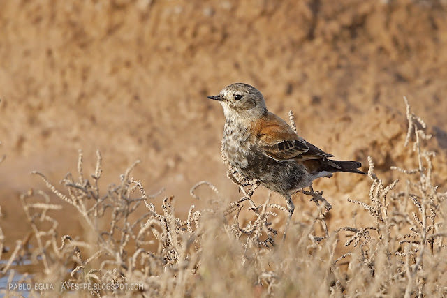 mis fotos de aves: Lessonia rufa Sobrepuesto Austral Austral Negrito