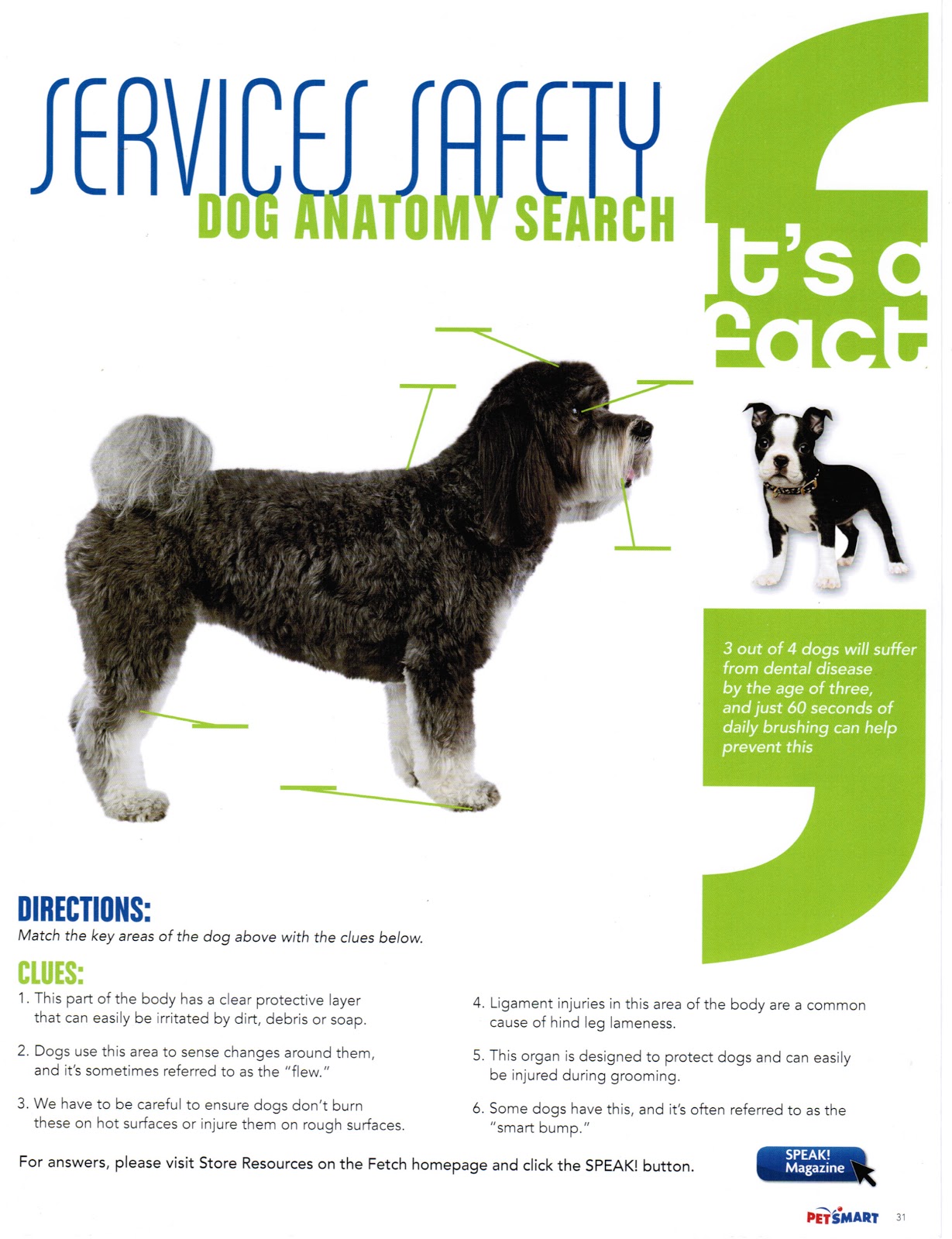 My Favorite Pup Jasmine: Jasmine's Print Ads and Media