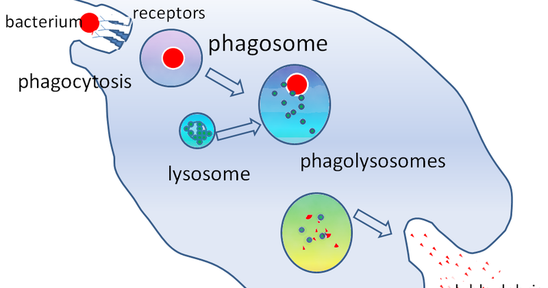 Types of Microbodies Present in The Cells ! Biological Sciencess