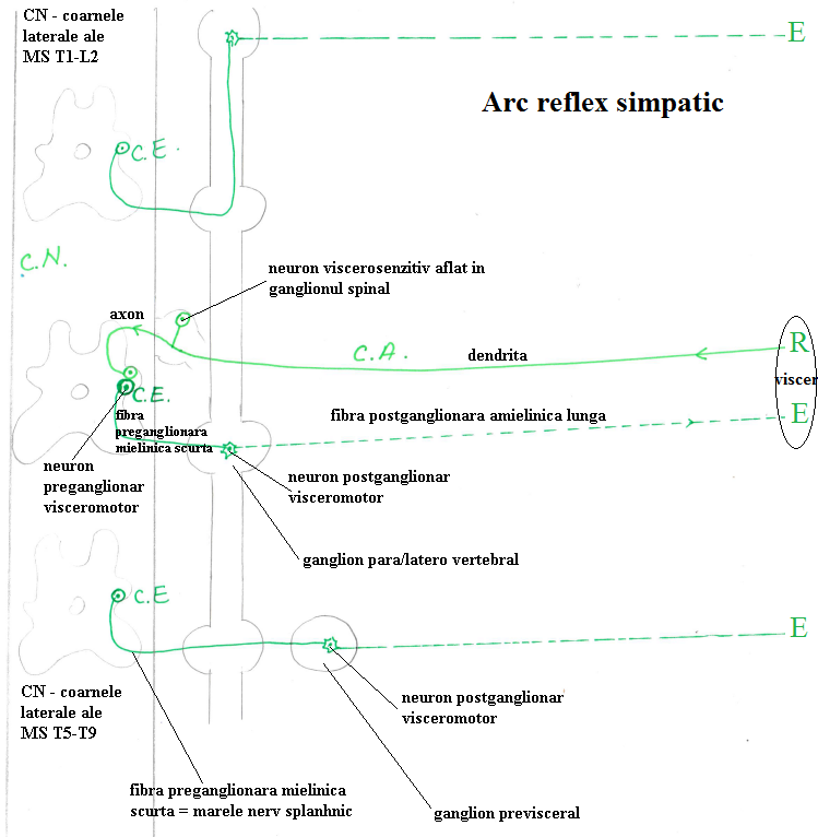 Arcuri reflexe vegetative: simpatic și parasimpatic ~ Admitere ...