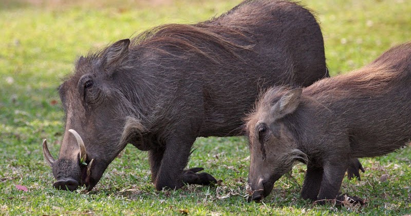 Gorilla Cousins Rwanda: Warthog; The Deadly Prey for giant African ...