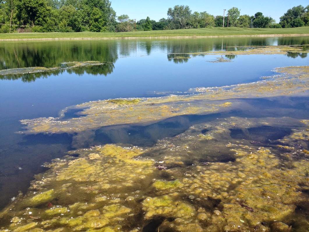 The Ripple Effect: Mystery of the Month: July 2014