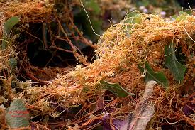 Flora de Puerto Rico Ilustrada Papo Vives: PLANTAS PARASITAS