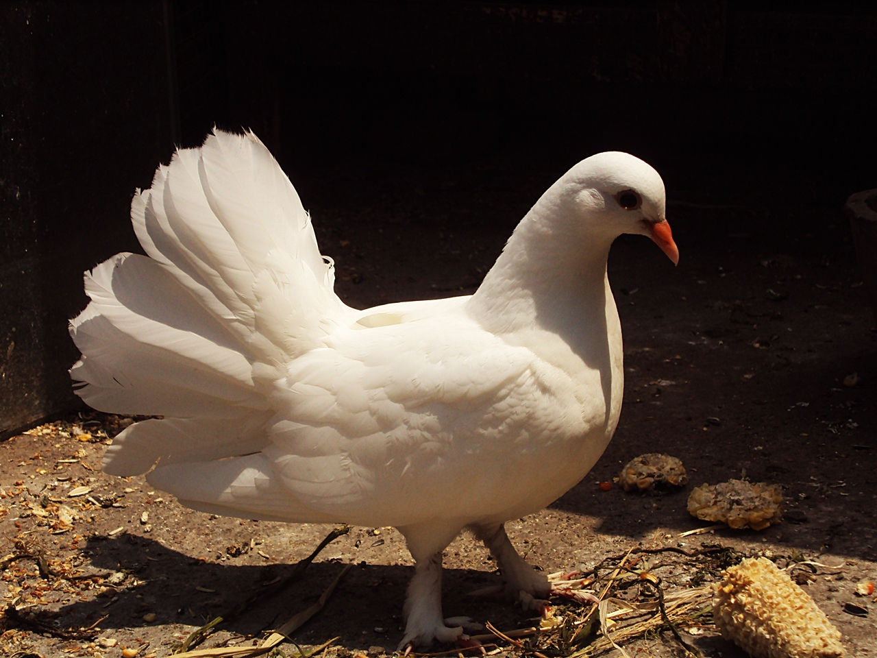 toko bagong farm: MERPATI KIPAS PUTIH//PERSI PUTIH/WHITE FAN TAIL