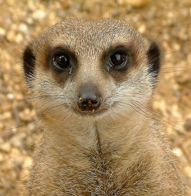 The Meerkat - Sun Angel of Africa | The Ark In Space