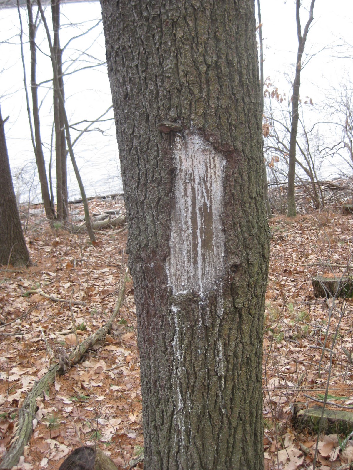 Trees: Basal scar