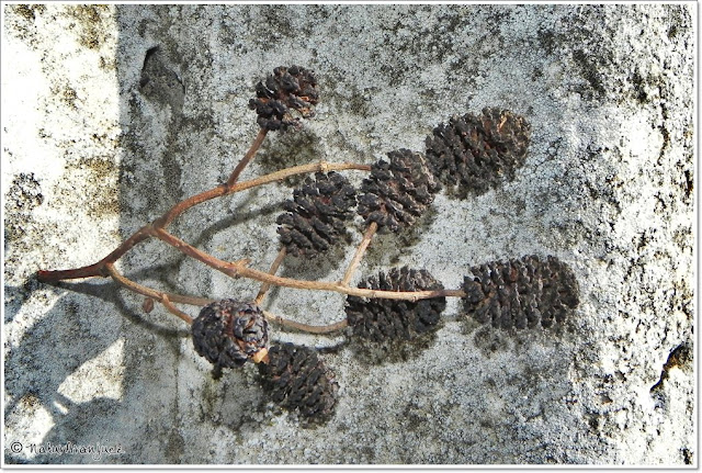 NaturAranjuez: Alnus glutinosa (ALISO)