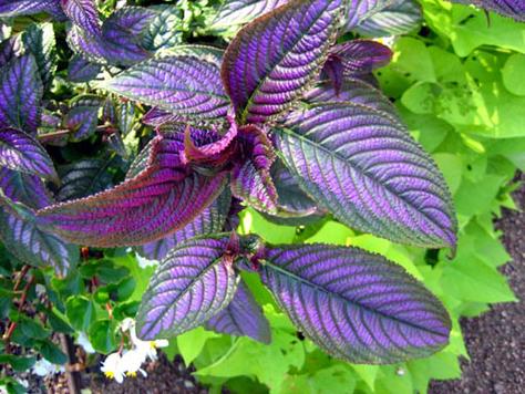 Beautiful Leaves in the World