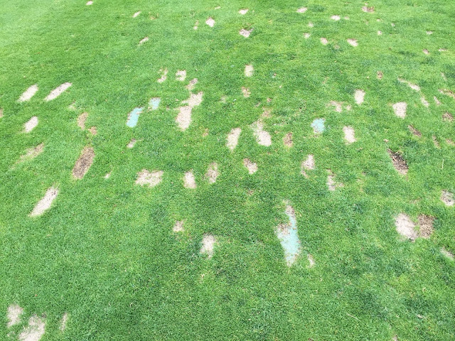 Willow Ridge Country Club Turfgrass Chronicles: Divots, Divots, Divots ...