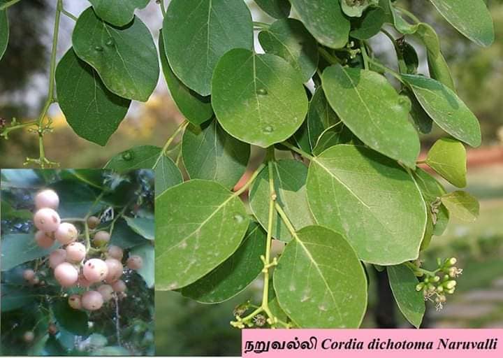 Trees- Banyan, Arasan, Bamboo, Jack, Nochi, Karuvel, Kodukka, Tamrid, neem