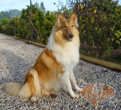 Robin Rough Collie