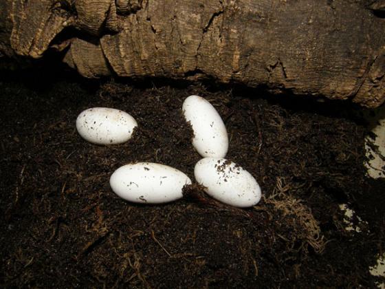 Mengenal Reptil : Varanus Prasinus