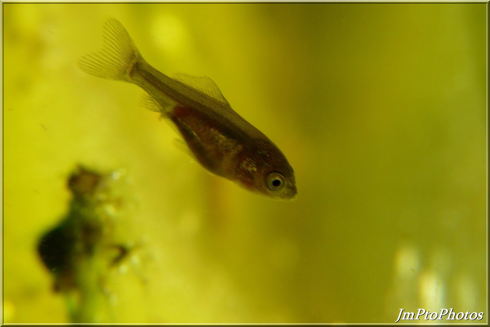 JmPtoPhotos: Alevin de poisson rouge.