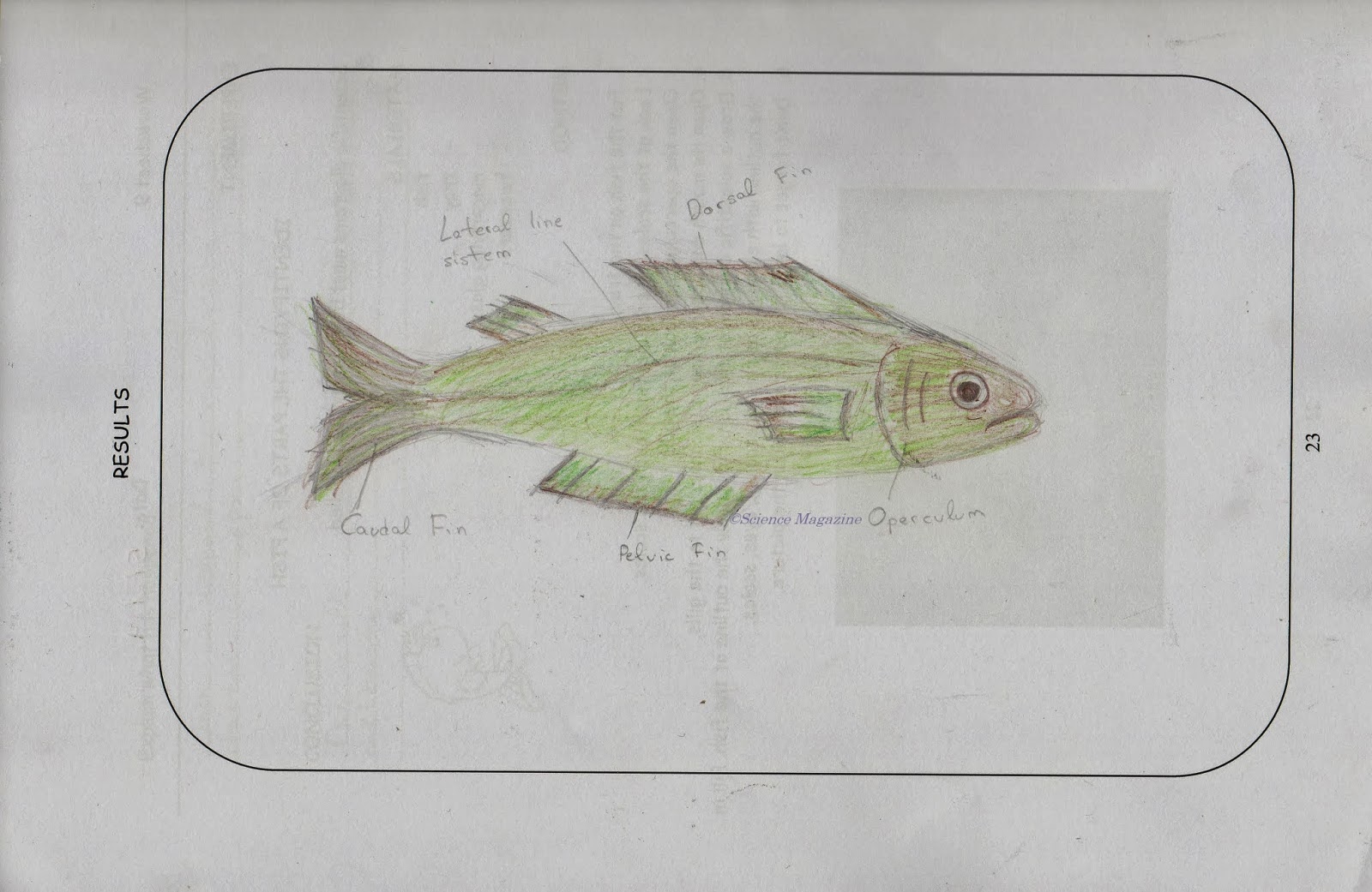 Science Magazine: STUDYING THE ANATOMY OF A FISH AND DRAWING A ...