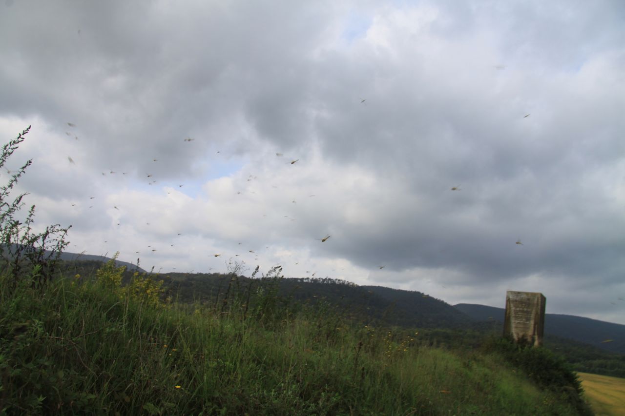 vivere a pierino: le libellule in volo sulle risaie
