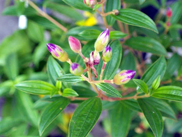 Baru 36+ Putik Bunga