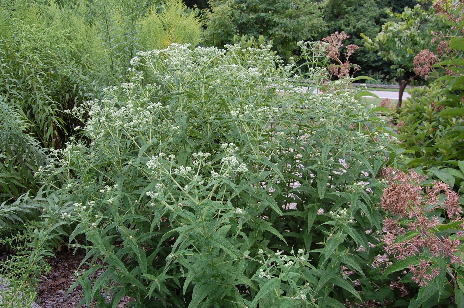 A Suburban Wilderness: Two Kinds of Boneset!