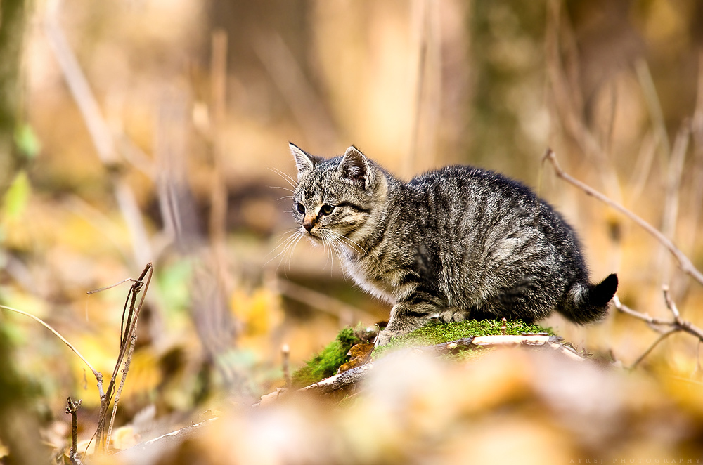 Atrej photography: divá mačka