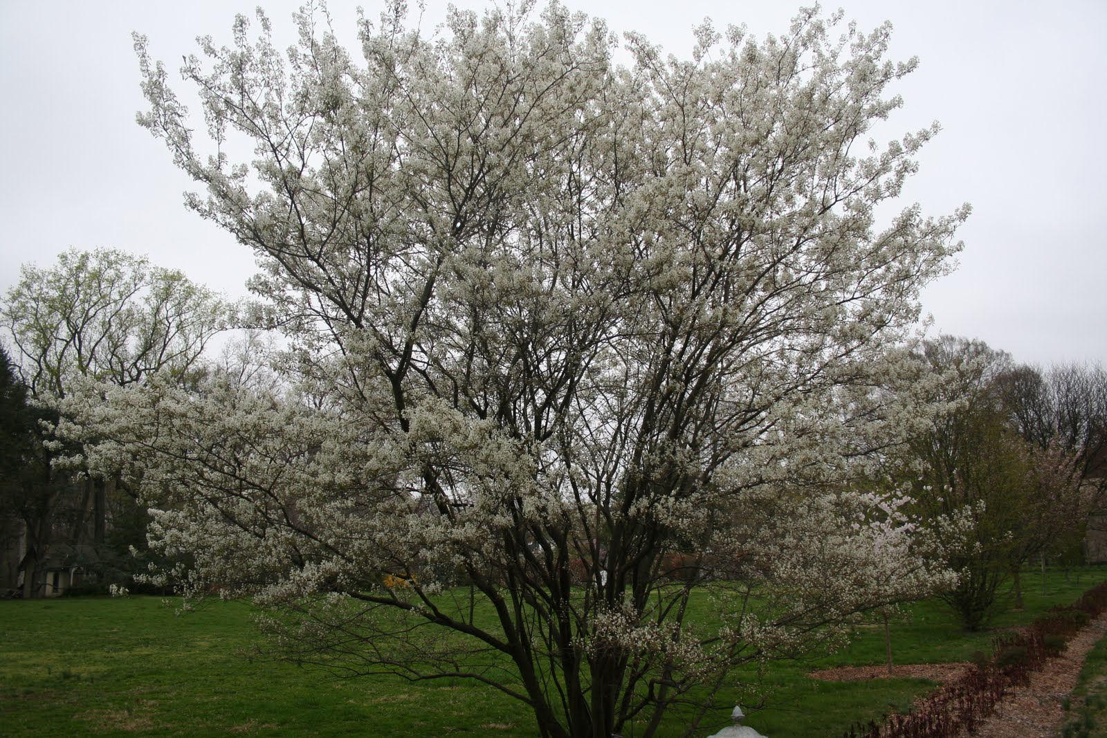 Field Journal for Trees in the City Course: Tree 3 - Downy Serviceberry ...