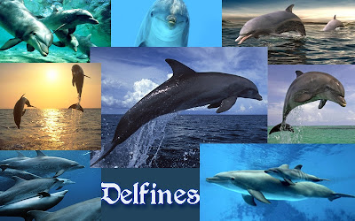 Animales Marinos: Los Delfines