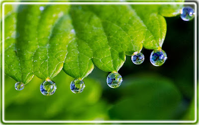 The Wonder of 'Guttation' in Plants