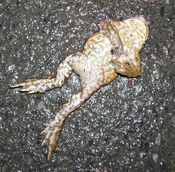 The Barley Birder: Massacre on Mayles Lane!!!!