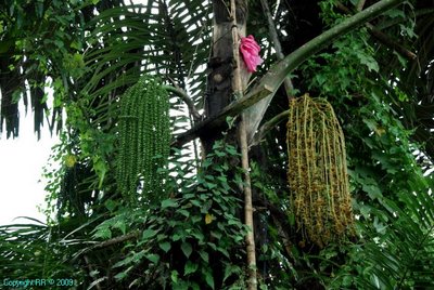 PANITIA BIOLOGI SMKASR: Pokok Enau / Kabung