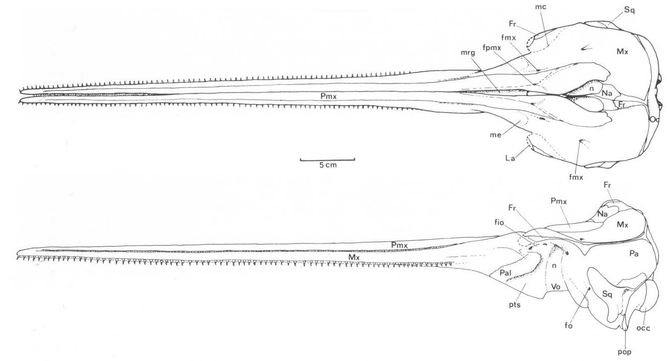 The Coastal Paleontologist, atlantic edition: A new specimen of ...