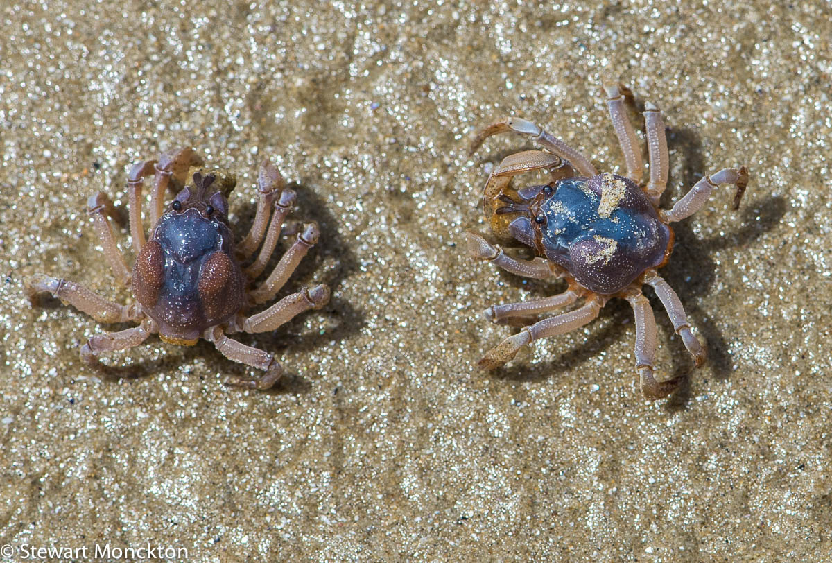 Paying Ready Attention - Photo Gallery: Light-blue Soldier Crab