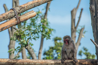 Conducta animal: 2016