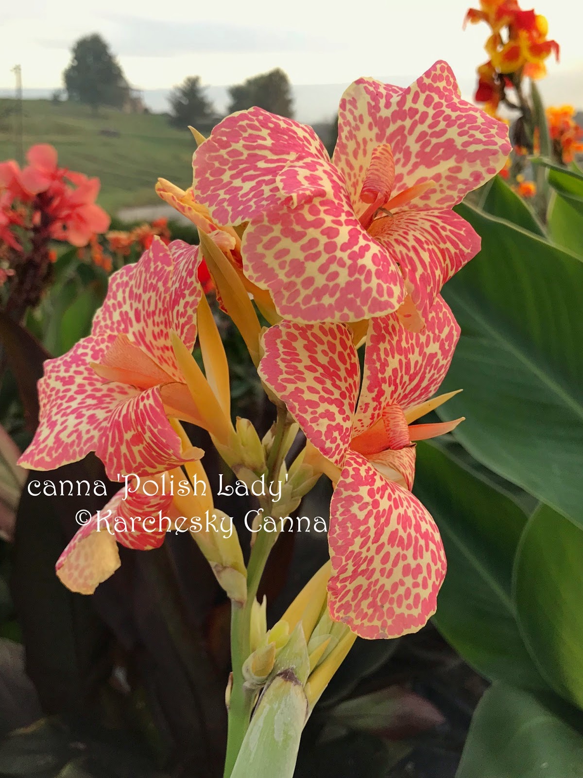 Karchesky Canna~Canna Blog