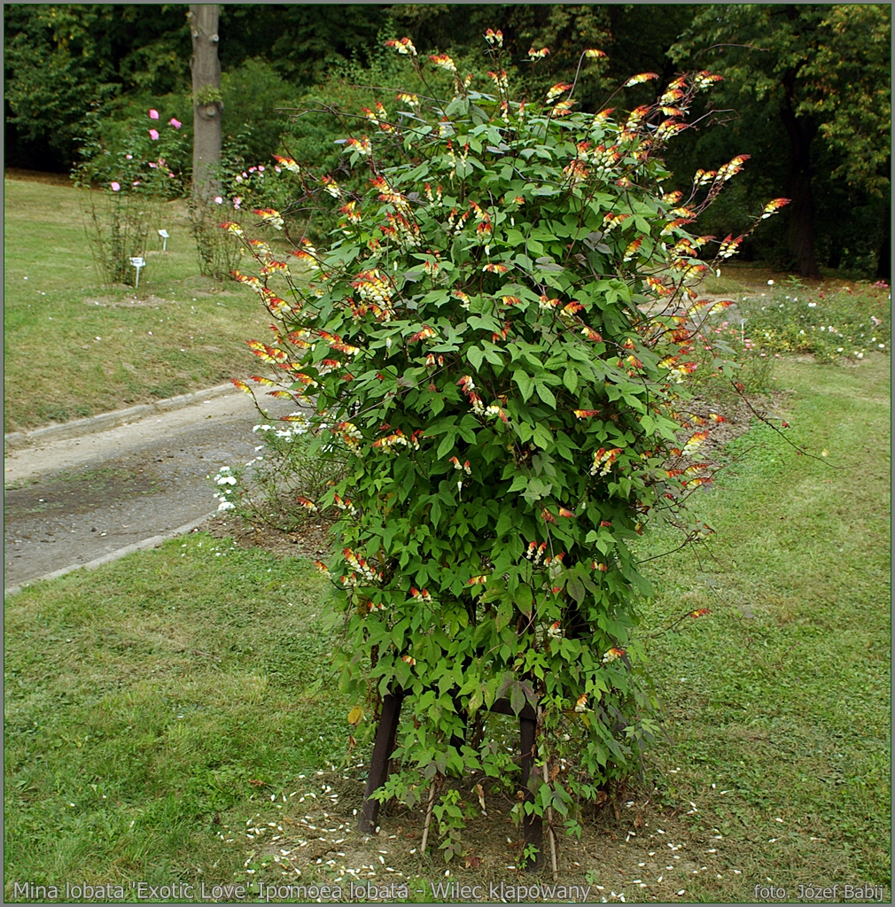 Plant Gallery - Encyklopedia Roślin: Mina lobata 'Exotic Love' Ipomoea ...