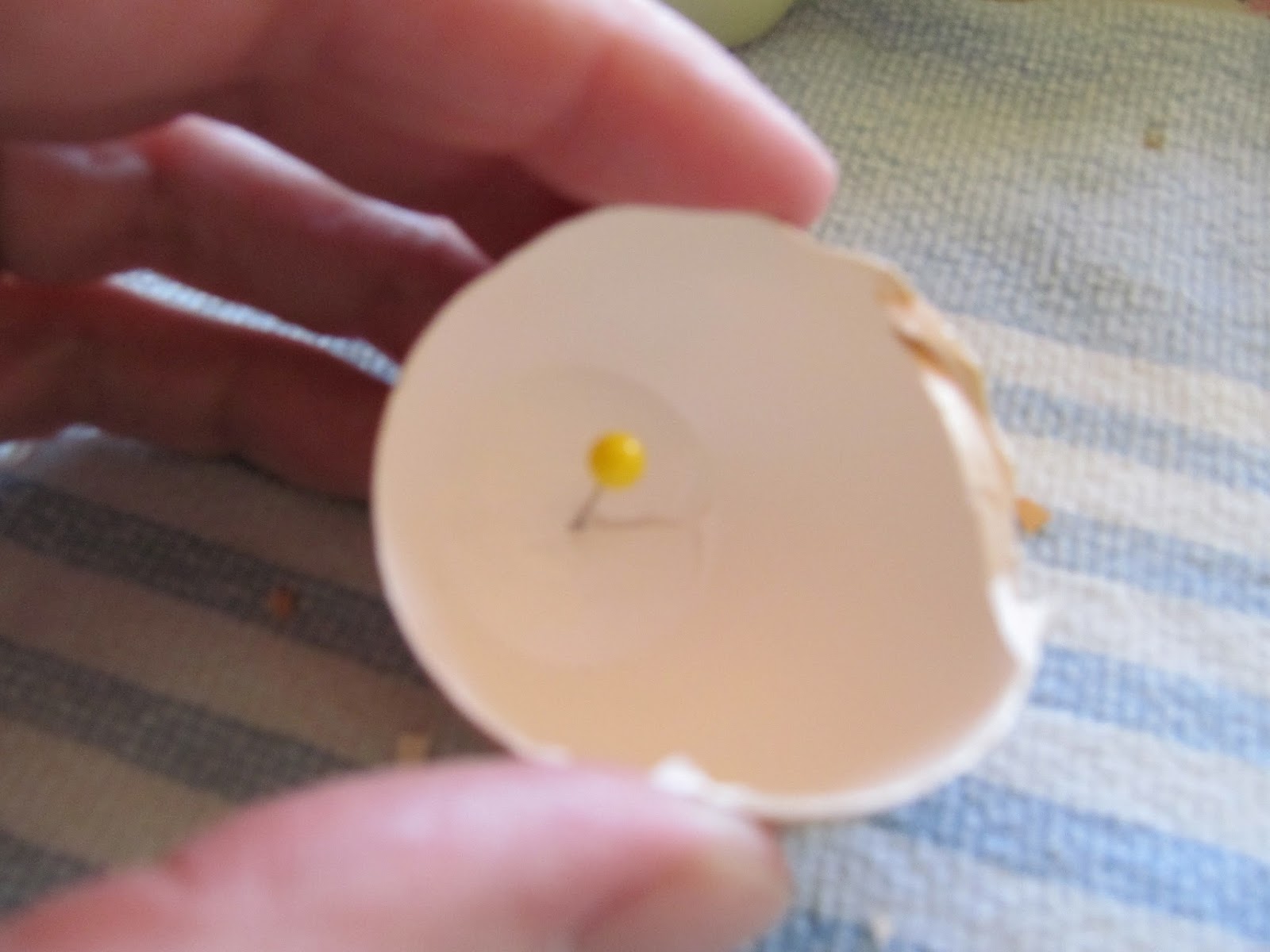 LL Farm: Starting Seeds in Eggshells