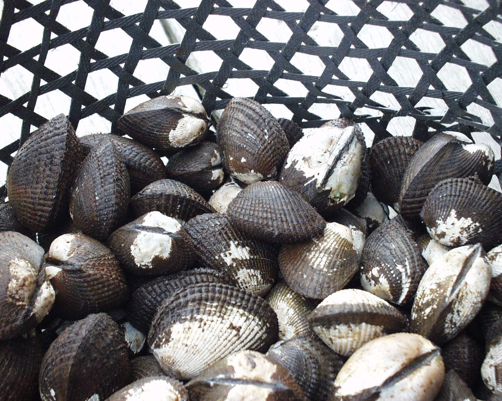 GASTRONOMÍA DEL PACÍFICO COLOMBIANO