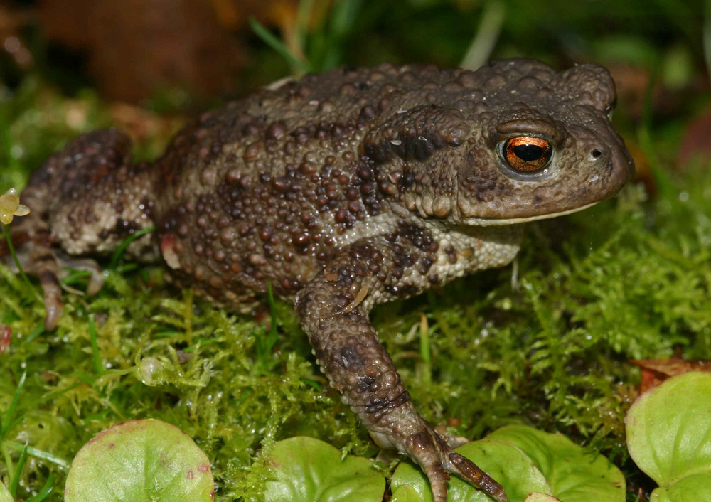 Ruta del sapo ~ 40 rutas